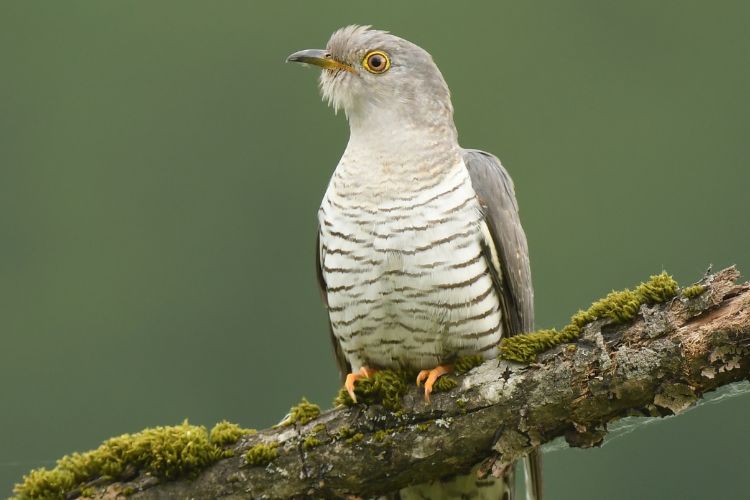 Koekoek - Wilde dieren in Nederland