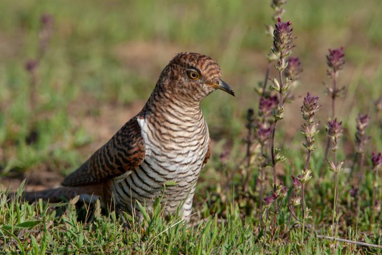 Koekoek - Wilde dieren in Nederland