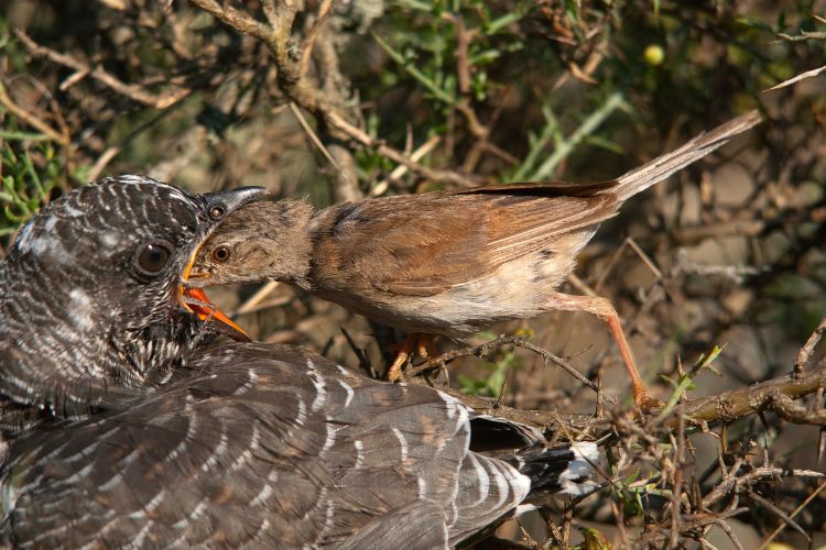 Koekoek - Wilde dieren in Nederland