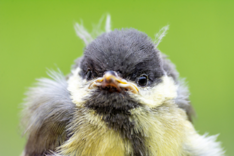 Home - Wilde dieren in Nederland