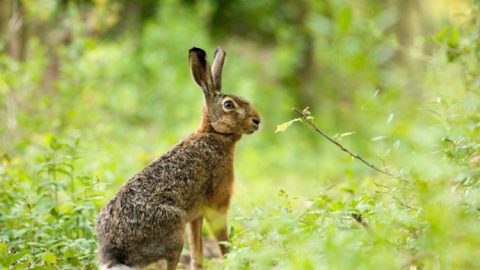 Haas - Wilde dieren in Nederland