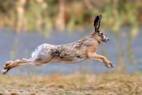 Haas - Wilde dieren in Nederland